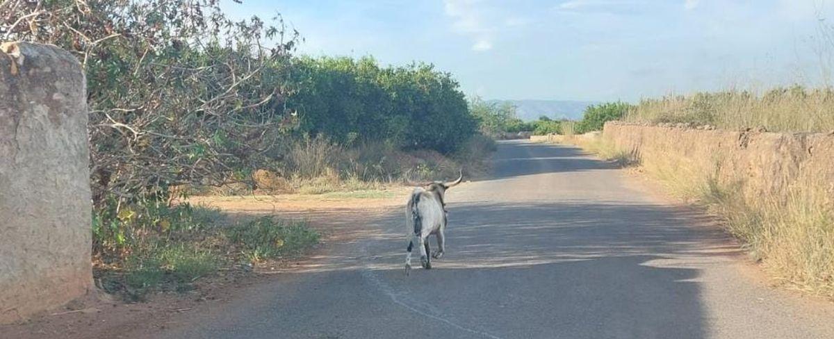 Una extraña cabra en los caminos rurales de Vila-real