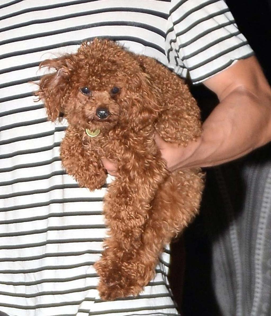 El perrito multiusos de Orlando Bloom - Cuore