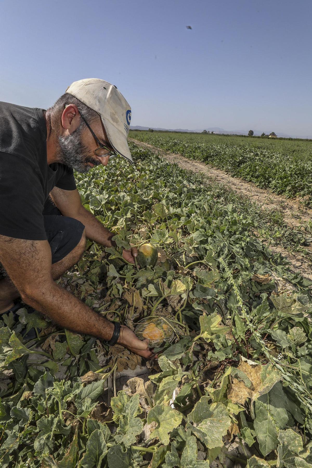 El calor adelantado y los hongos dan al traste con el 40% de la ...
