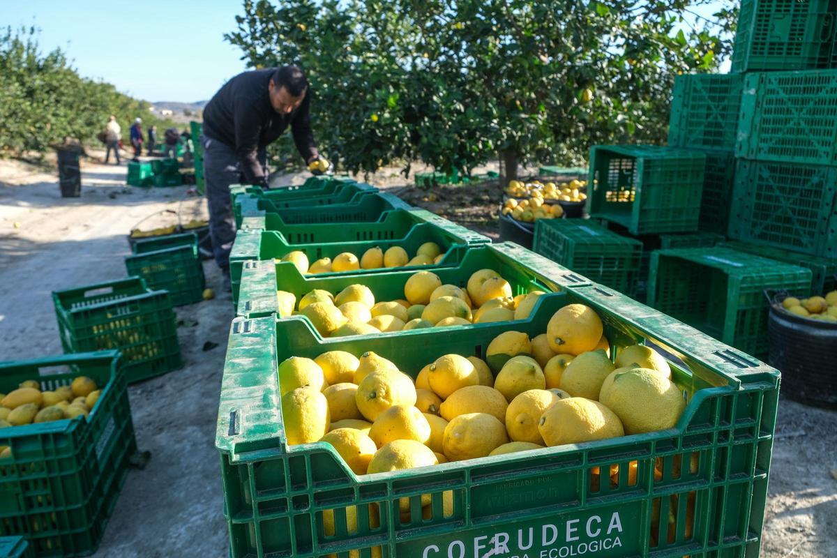 AGRICULTURA EXPORTACIÓN FEPEX | El alicantino Jorge Brotons, reelegido ...