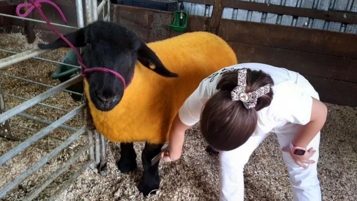 La reina nacional de las ovejas Suffolk, resultado de diez años de ...