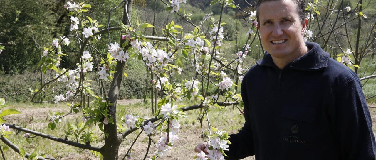 La novedad del año en los llagares: llega la sidra con lúpulo - La ...