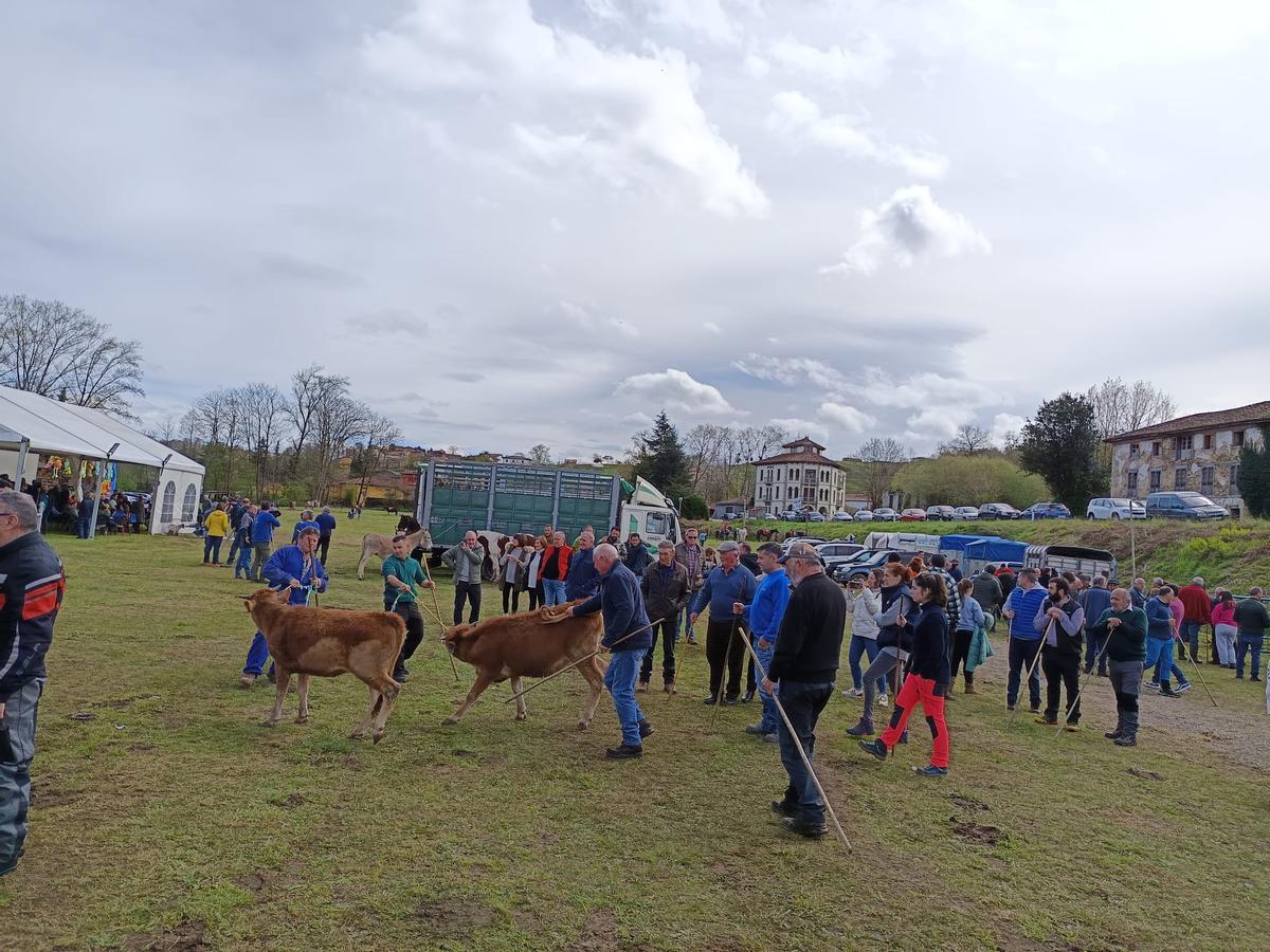 Participación récord en la Feria de ganado de Sevares