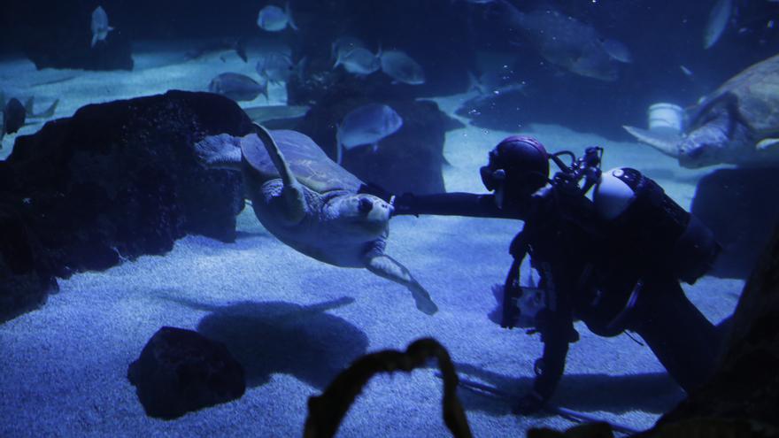 Visita al Acuario que estrena doce nuevas especies - La Nueva España