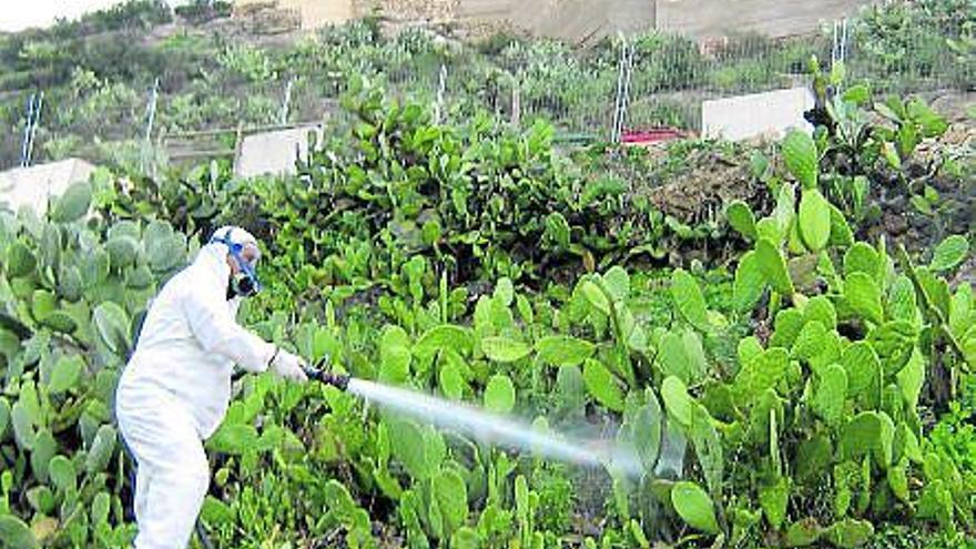Fumigan los nopales del cerro del Castillo por una plaga de insectos