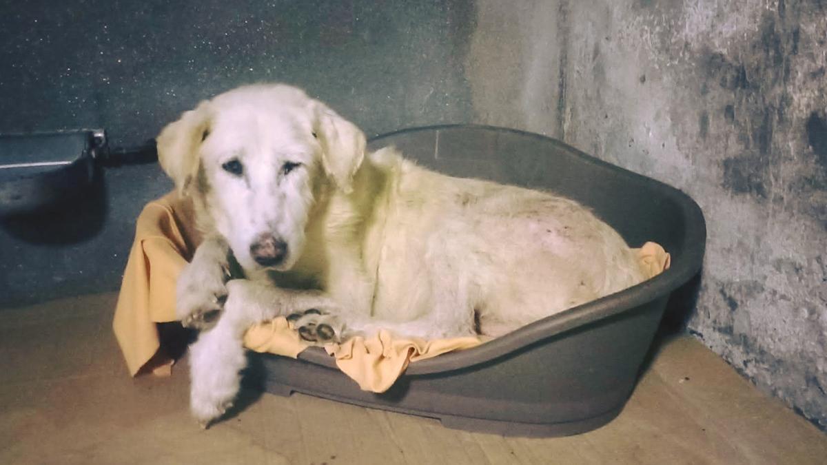 El perro vagabundo más veterano de Poio busca un hogar