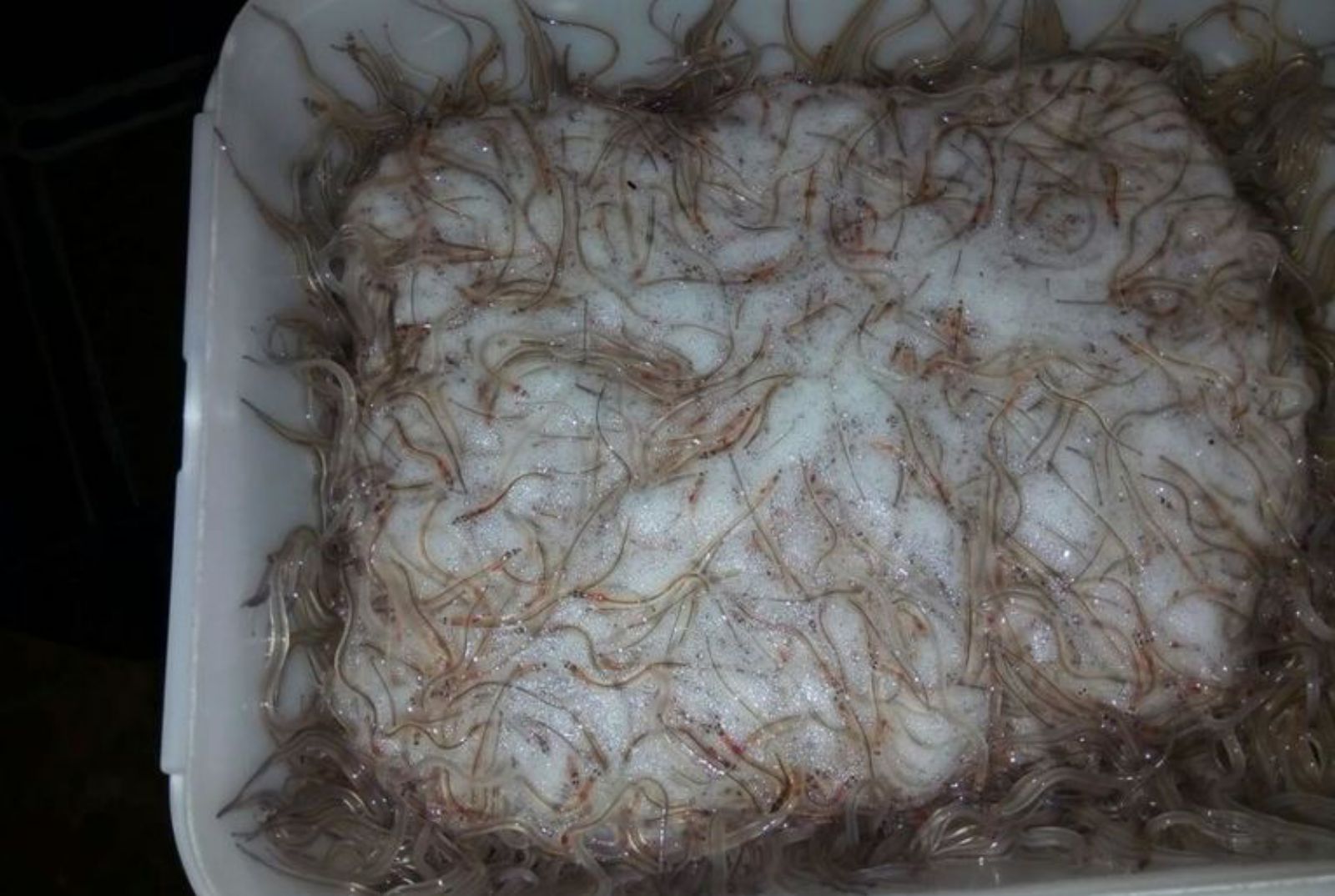 La fascinación gastronómica de la angula - La Nueva España