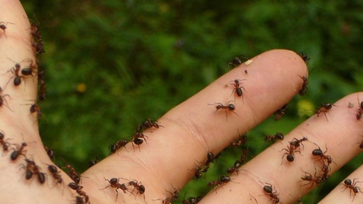 Observar a los animales es de sabios - Información