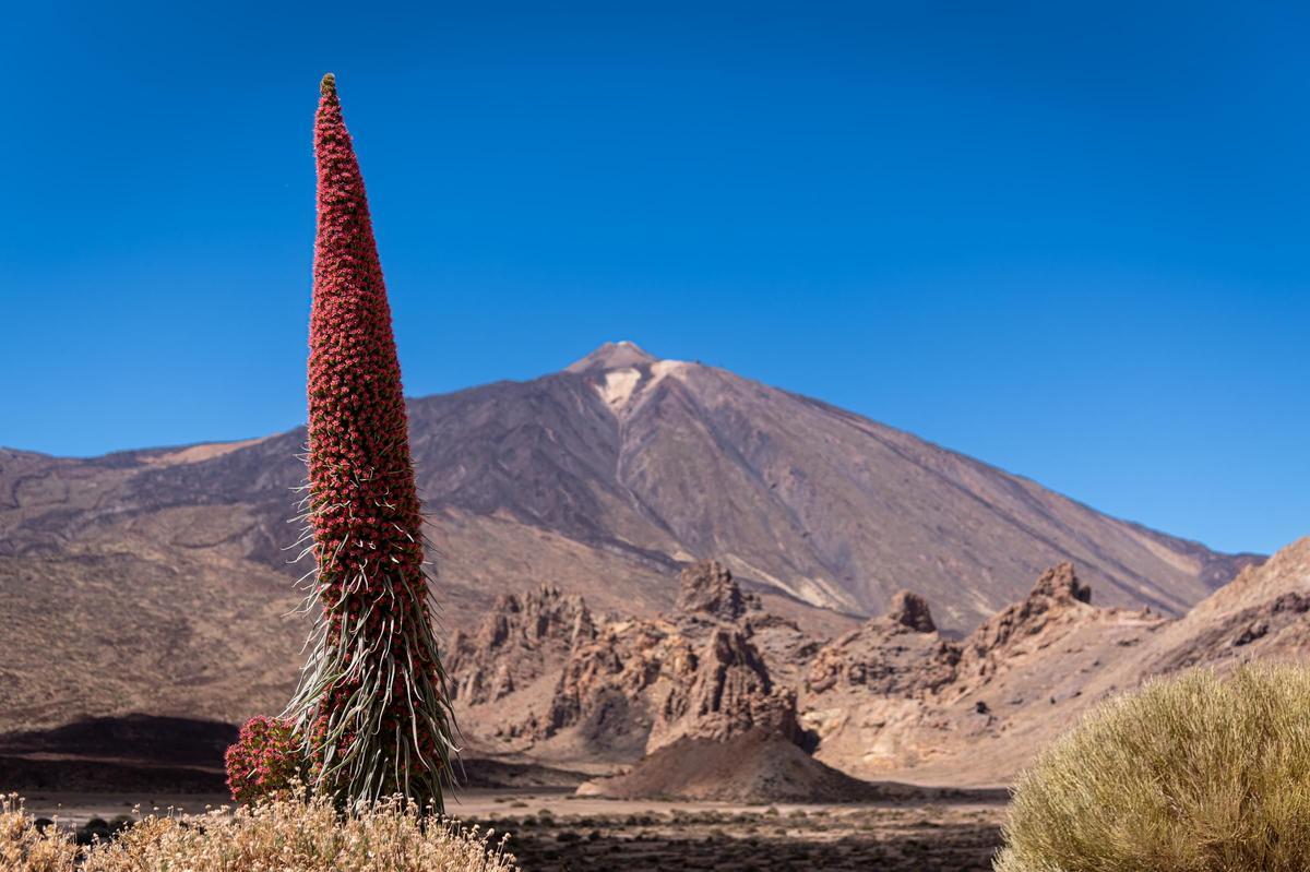 Dwindling Spring Blossoms Due to Harsh Winter and Drought at Teide ...