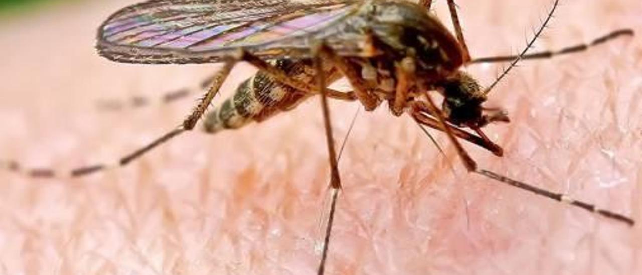 Los 27 mosquitos que te pican - Levante-EMV