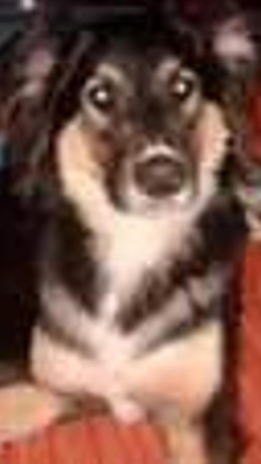 "Rufo" ya tiene su doble
