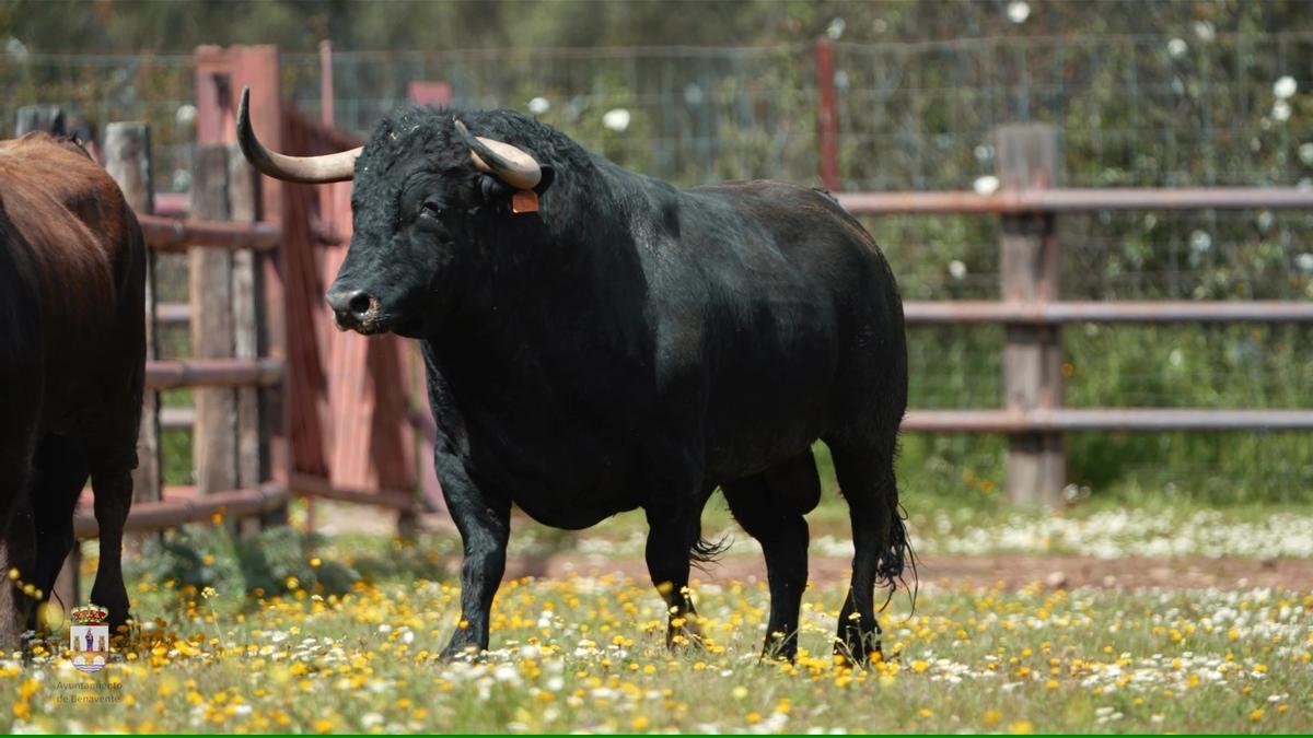 VÍDEO TORO ENMAROMADO | Comediante, el Toro Enmaromado de 2024 en Benavente