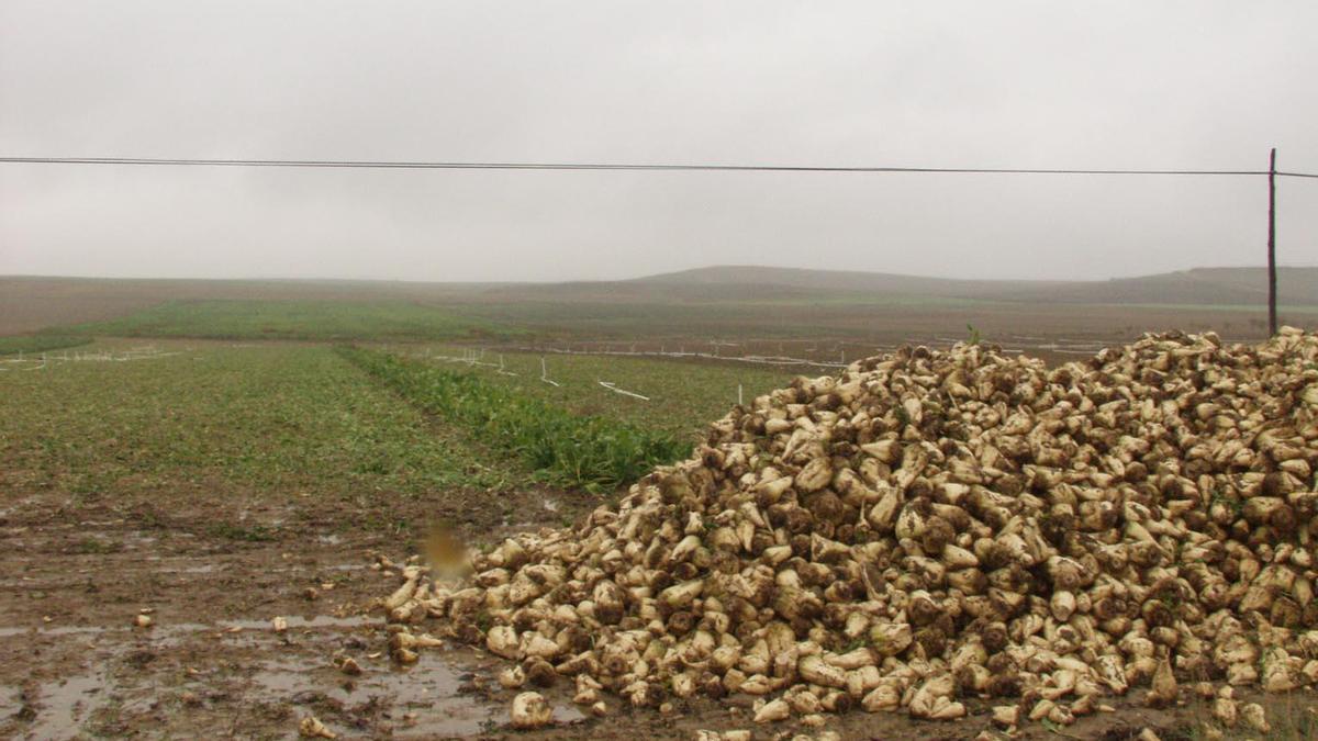 La Alianza UPA-COAG pide a la Junta que no penalice a los remolacheros ...