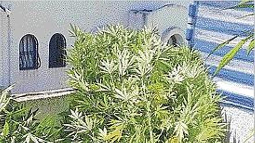 Desmantelan cuatro plantaciones de marihuana en chalés de Alicante