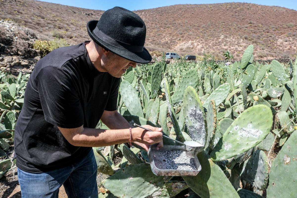 Lorenzo Pérez Jiménez, productor de cochinilla con denominación de origen