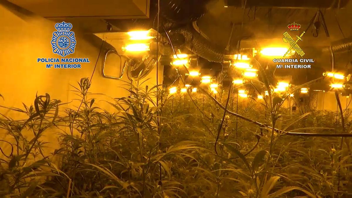 CAMBRE PLANTACIÓN MARIHUANA La Policía Nacional y la Guardia Civil desmantelan una plantación de ...