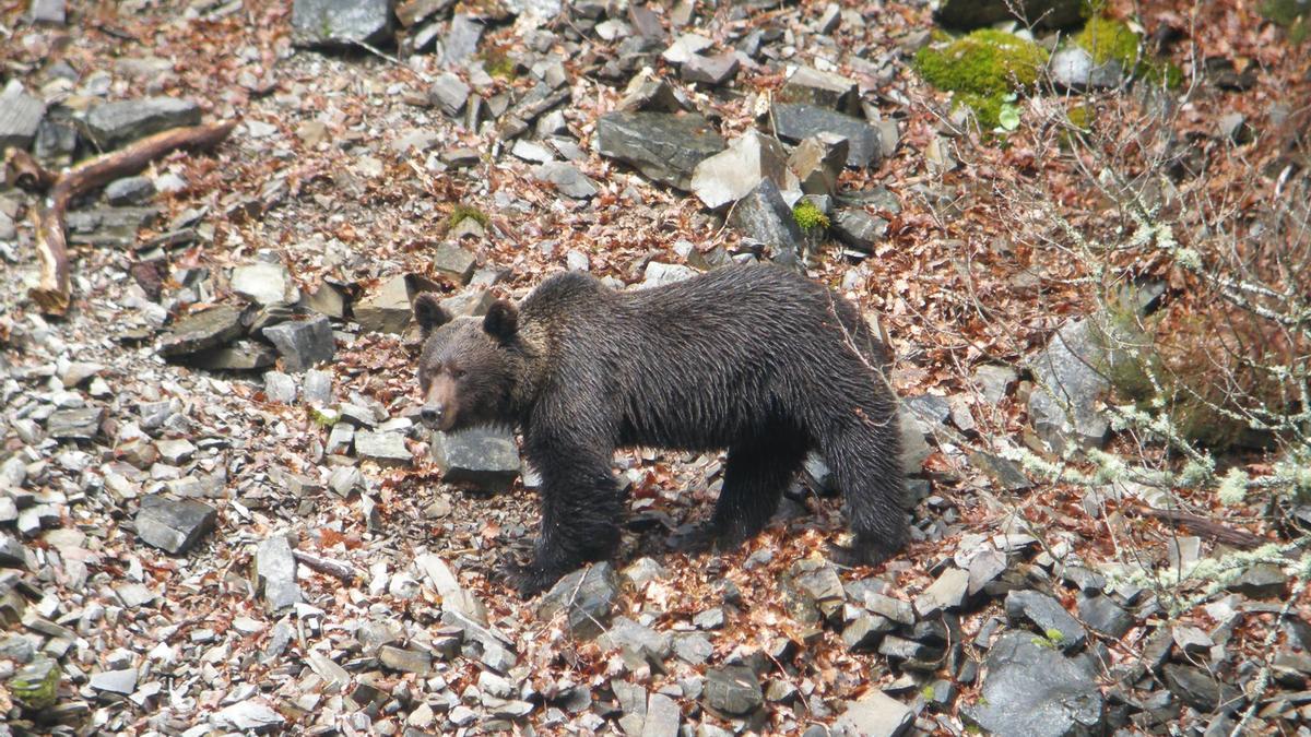 Oso pardo: El oso cantábrico pasa de 70 a más de 300 ejemplares y sale ...