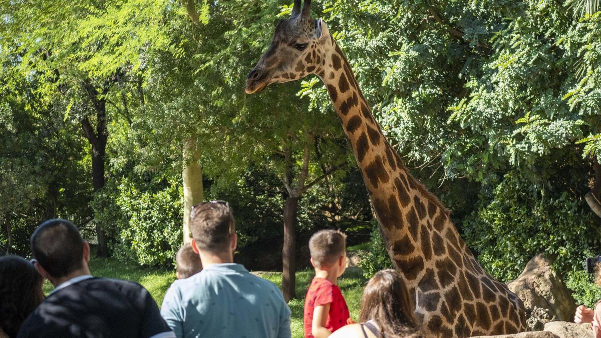 Caixa Popular i Bioparc s’alien per la protecció de la biodiversitat
