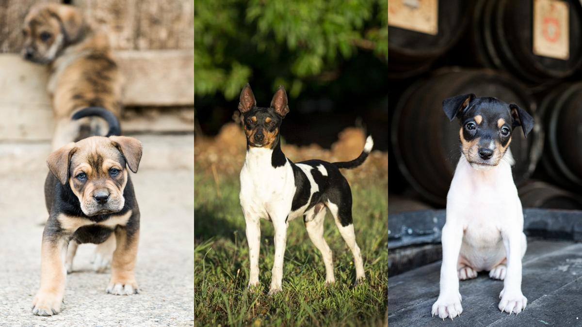 Por Qué Un Perro Se Llama Chucho