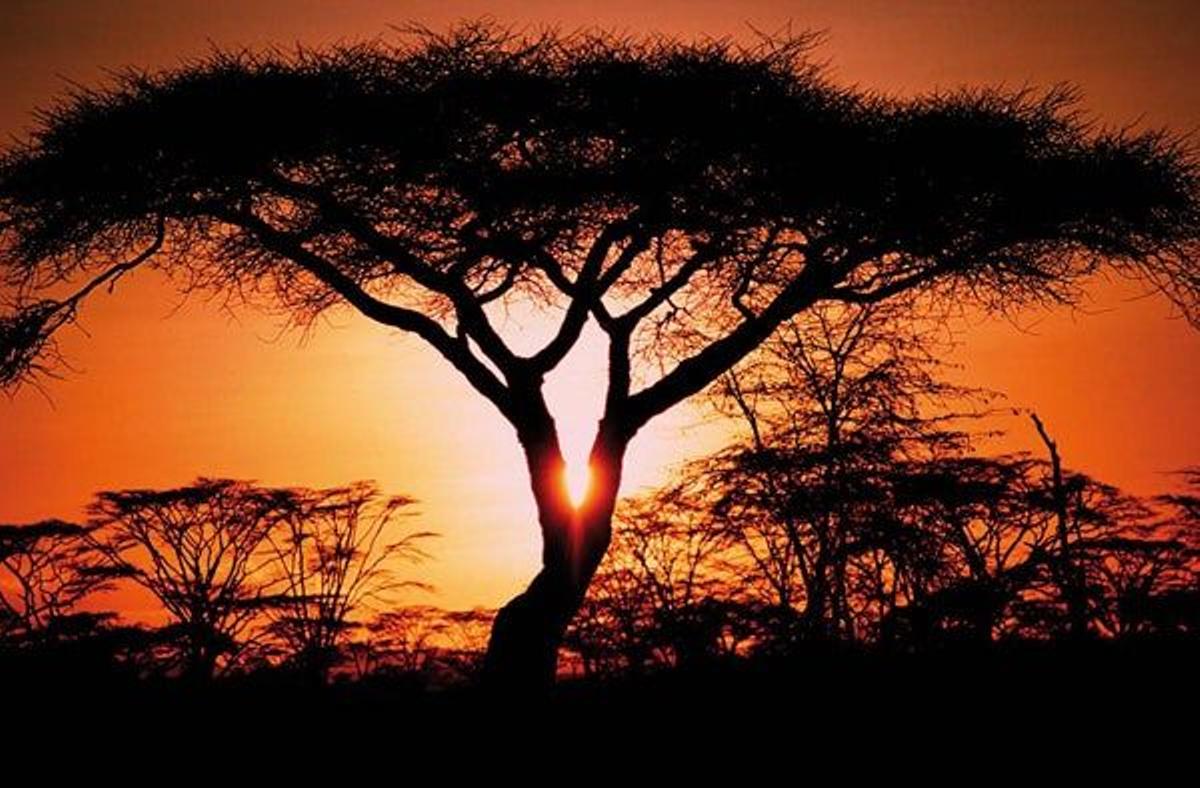 El espectáculo del Ngorongoro - Viajar