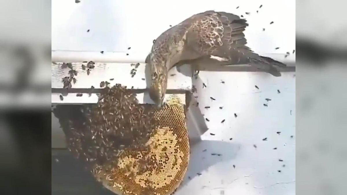 El halcón abejero, protegido frente a las picaduras de avispas | VÍDEO