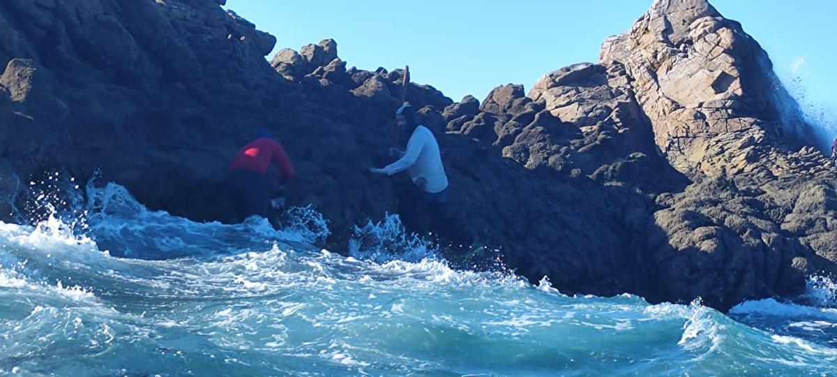 Los percebeiros de Cangas arrancan la campaña de Navidad