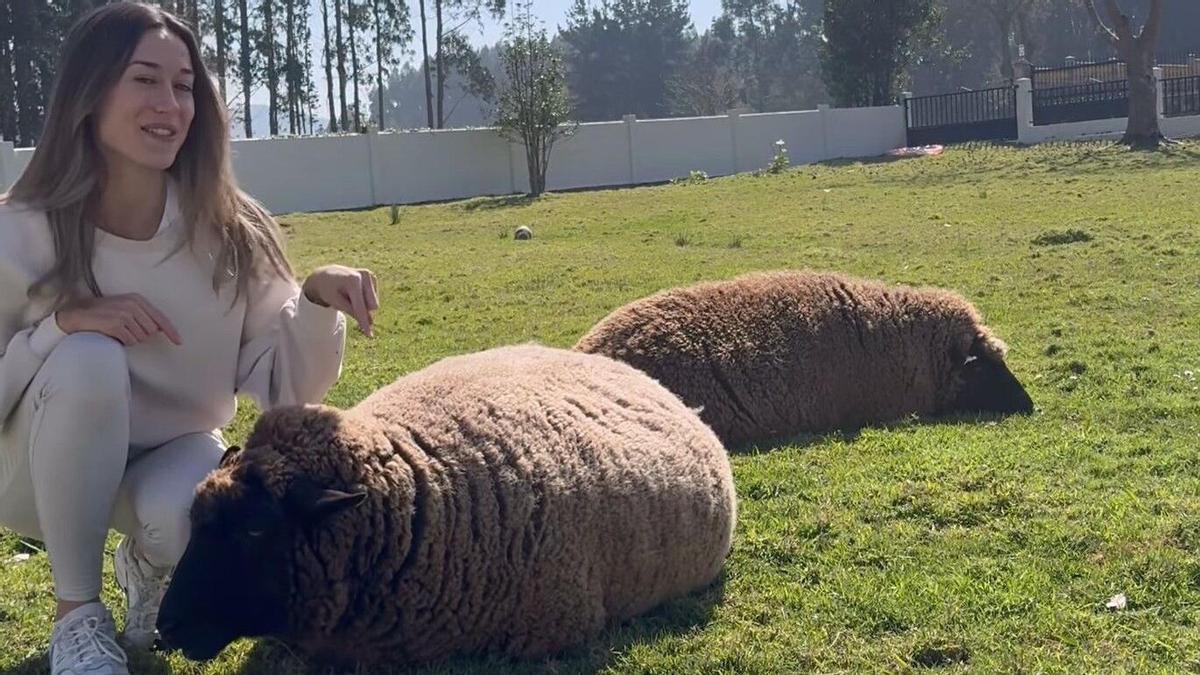 Dos ovejas de Pontedeume se hacen virales por su reacción al quedarse ...