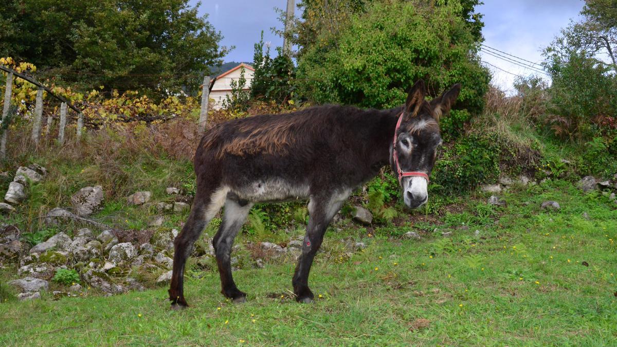 Vedra, el destino del burro Pancho