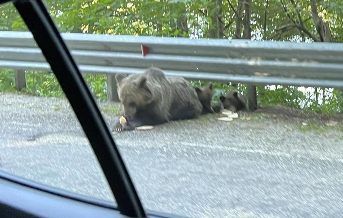 Rumanía, el modelo de oso habituado a comer lo que le dan los humanos ...