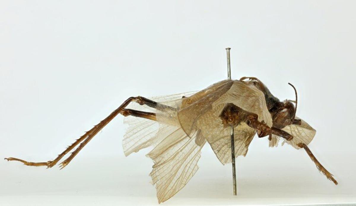 Un insecto visto por última vez en 1869 ha vuelto a cantar - El Periódico