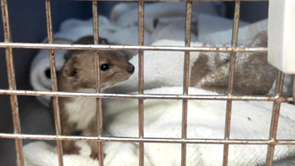 La Policía Local de Benetússer rescata a una comadreja extraviada