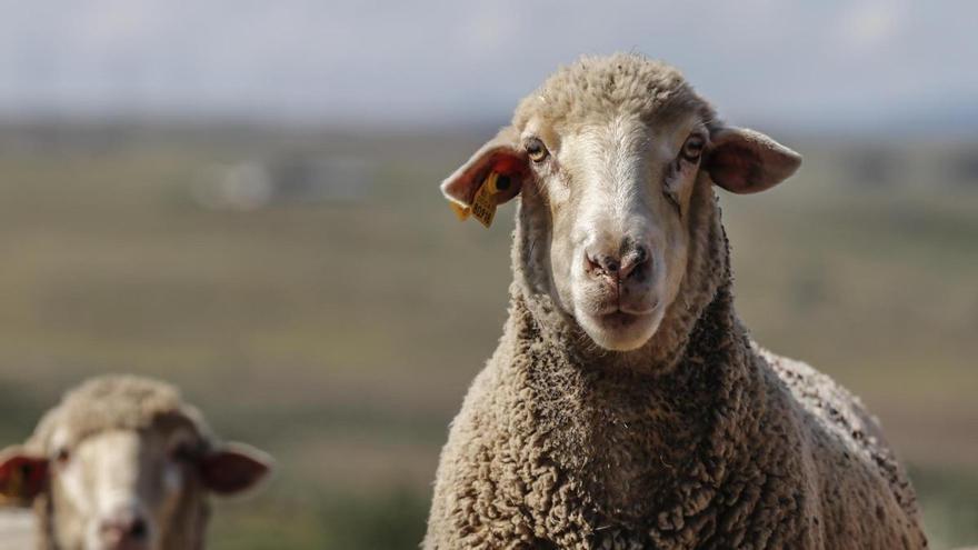 Lonja de Extremadura - Precios actualizados de la lonja agropecuaria ...