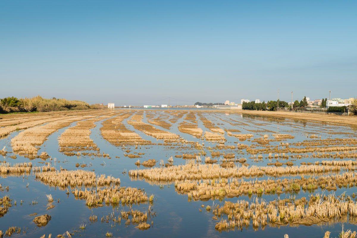 La Albufera: arrozales infinitos, paseos en barca, atardeceres de ...