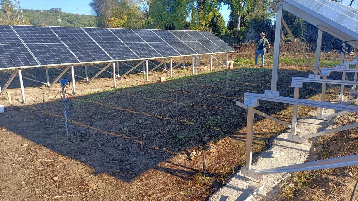 La Universidad de Córdoba impulsa la agrivoltaica en busca de un ...