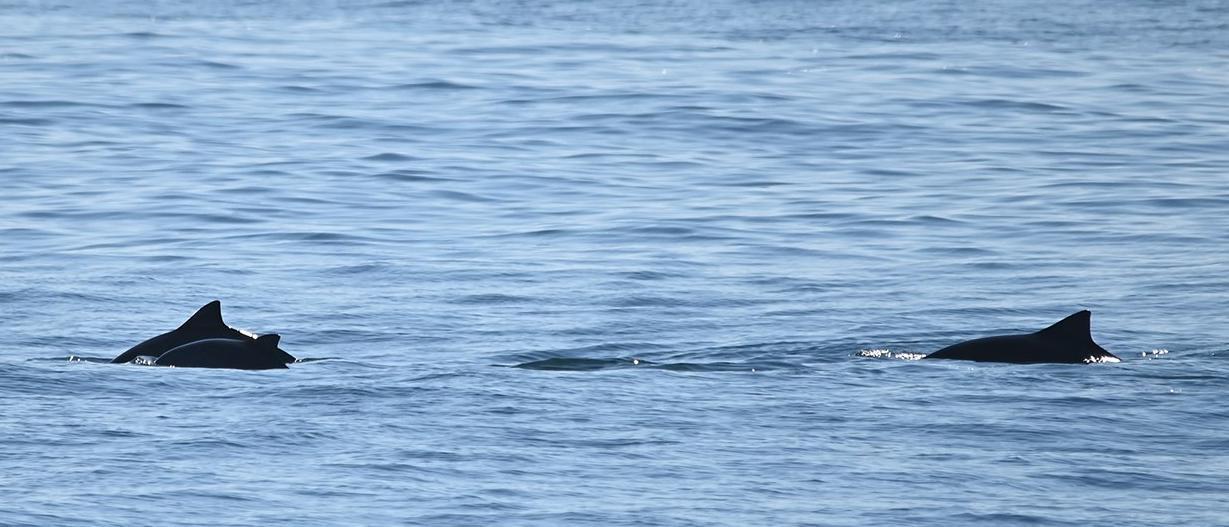 La amenazada marsopa se pasea con sus crías por aguas gallegas - Faro ...