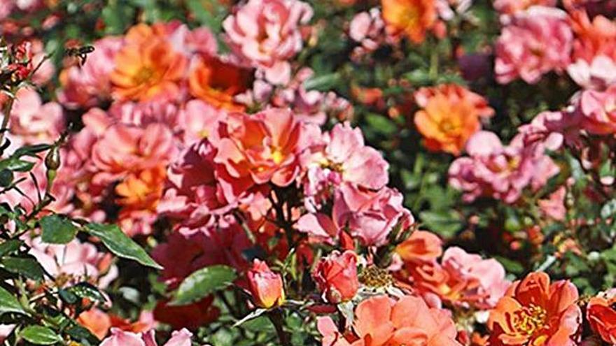 Valencia | Una nueva rosa valenciana creada para una activista llega al ...