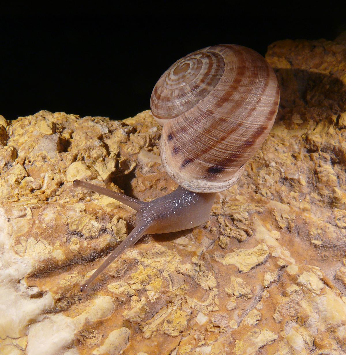 Caracol peligro extinción | El caracol serrano, en peligro de extinción
