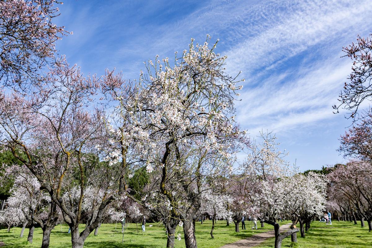 La floración del almendro trae un anticipo de la primavera | FOTOS
