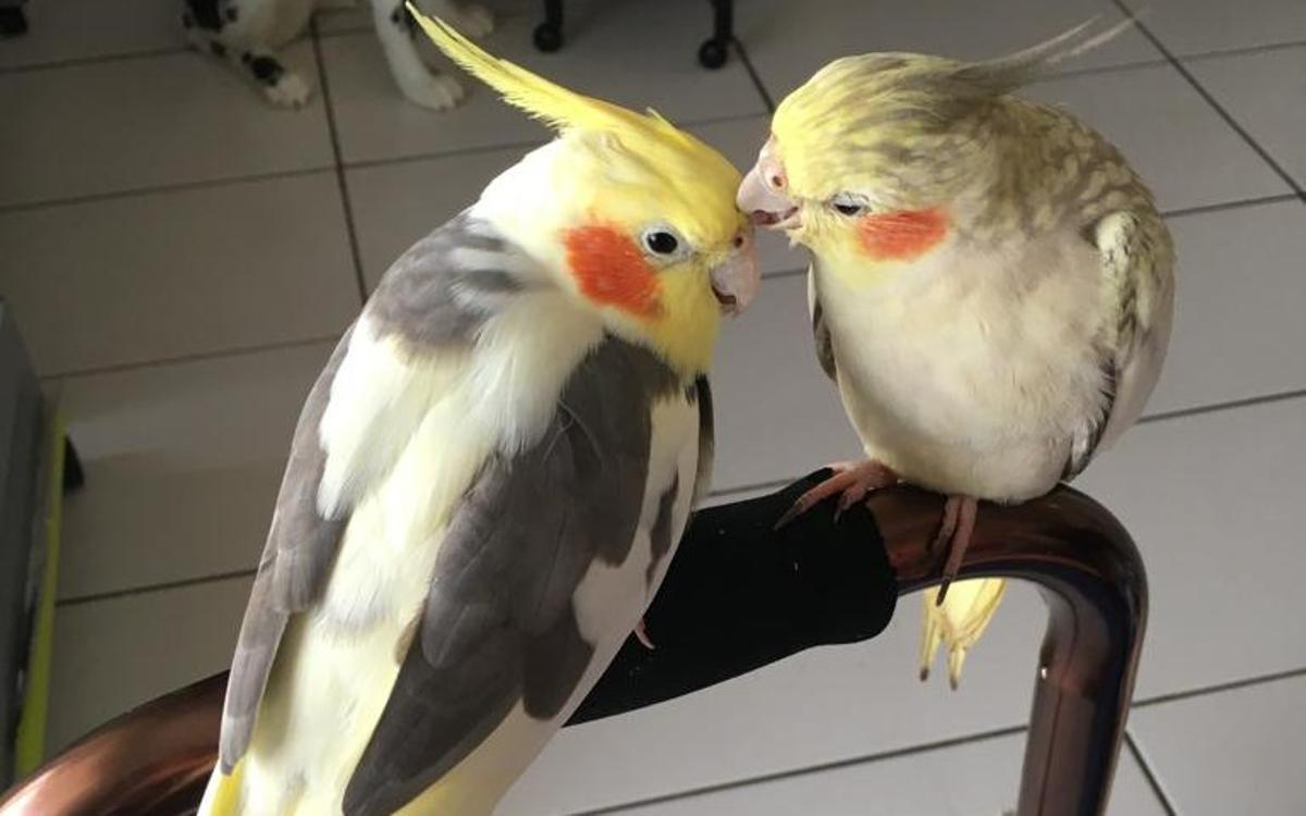 Recompensa para quien encuentre a Fedehuilde, la mascota de una anciana de Barcelona