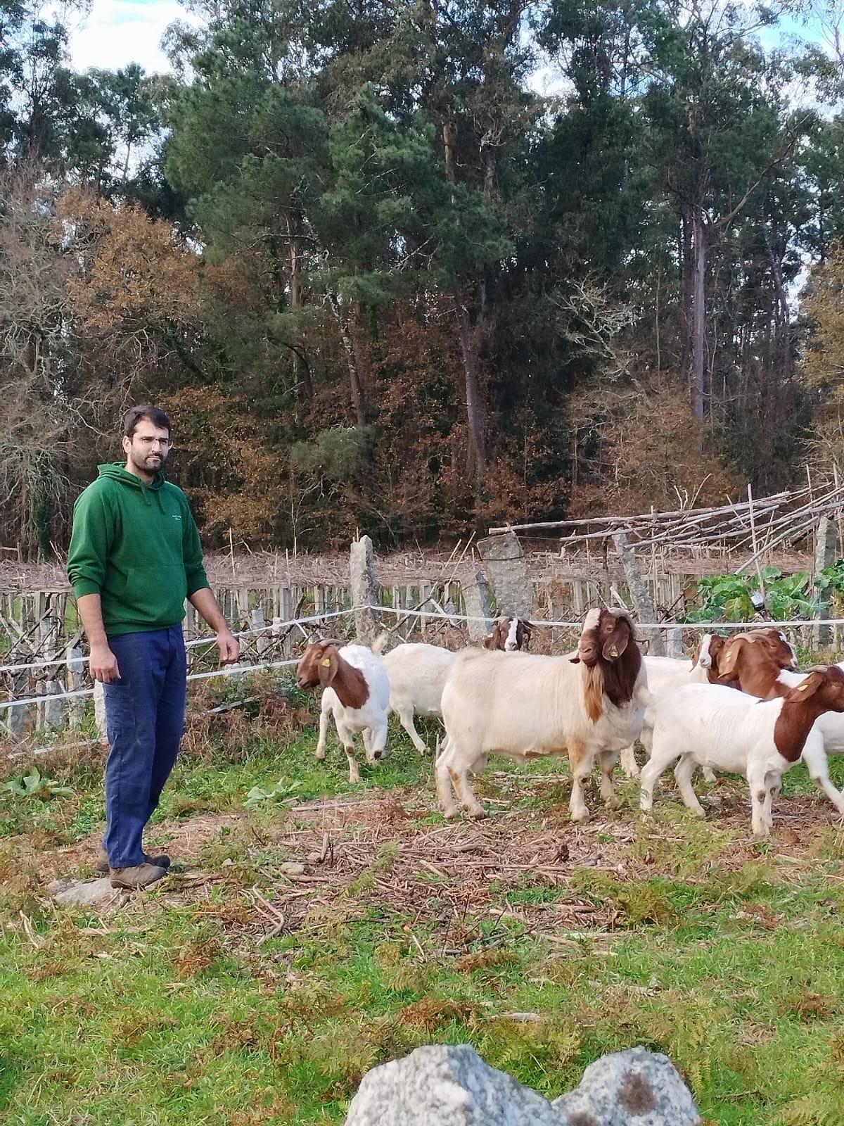 Cabras de origen australiano a 800 euros en Salvaterra
