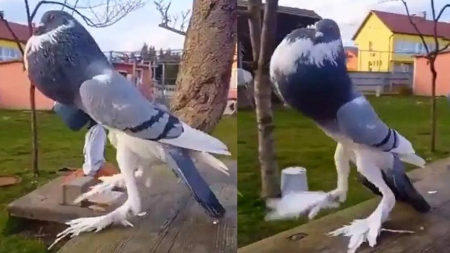 La explicación a la paloma "mutante" que ha revolucionado las redes ...