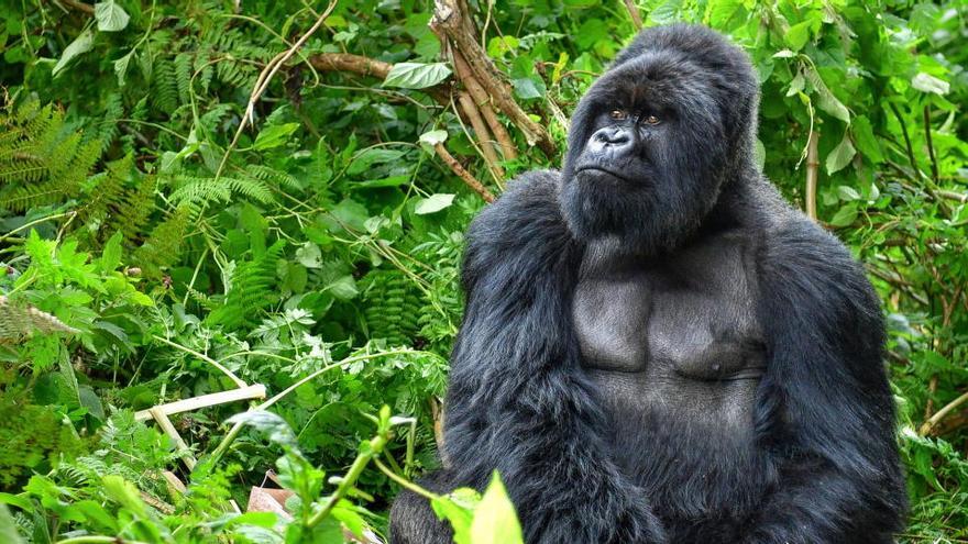 Descubierto un segundo linaje de primates que habitó el Nuevo Mundo