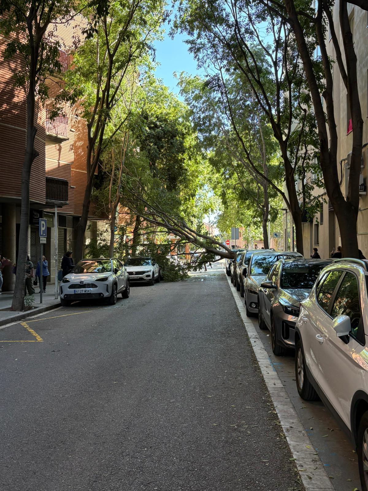 Arbre caigut al carrer Carrasco i Formiguera de Manresa