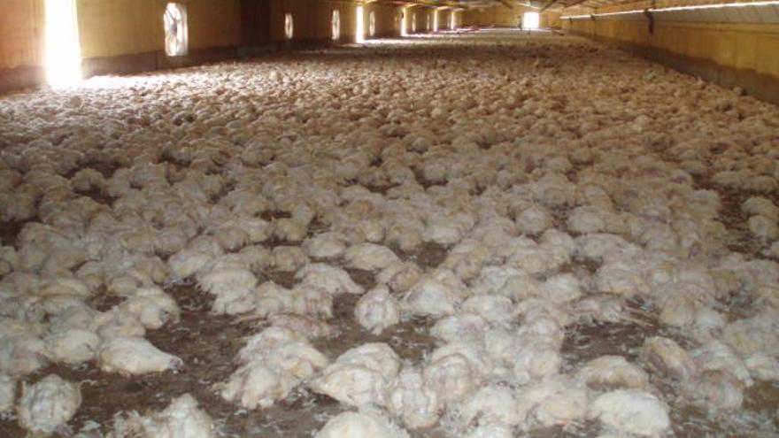 22.000 pollos mueren asfixiados