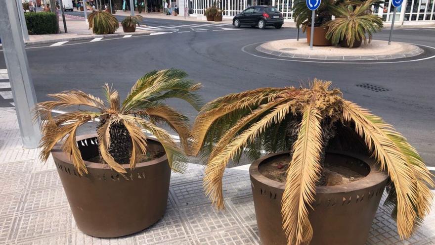 Las palmeras la palman en Platja d’en Bossa - Diario de Ibiza