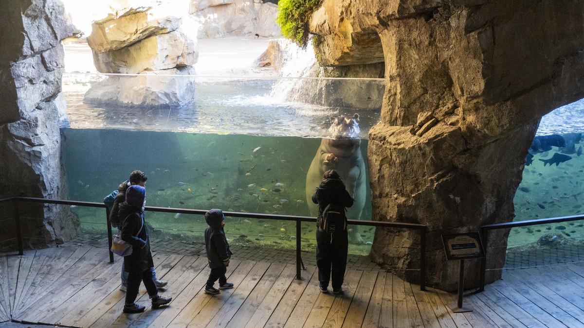 Bioparc extrema les mesures per a protegir els animals de l’onada de fred