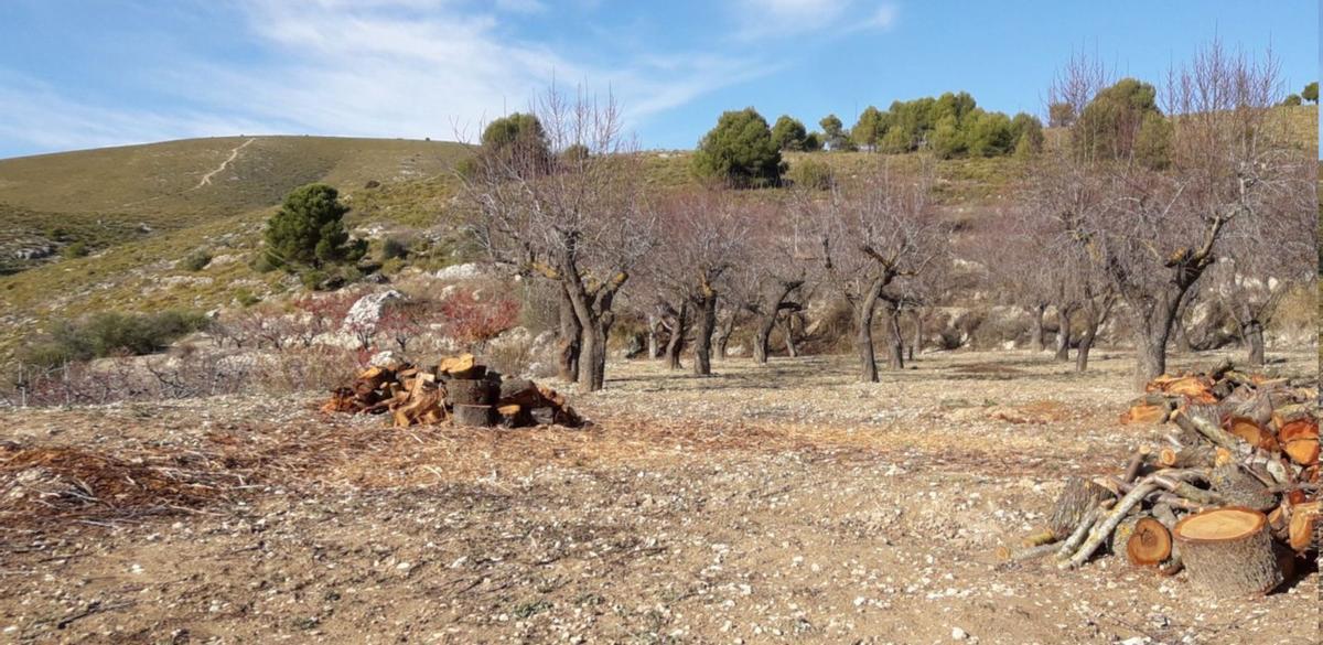 Xylella, la plaga que cambia paisajes y alerta al campo