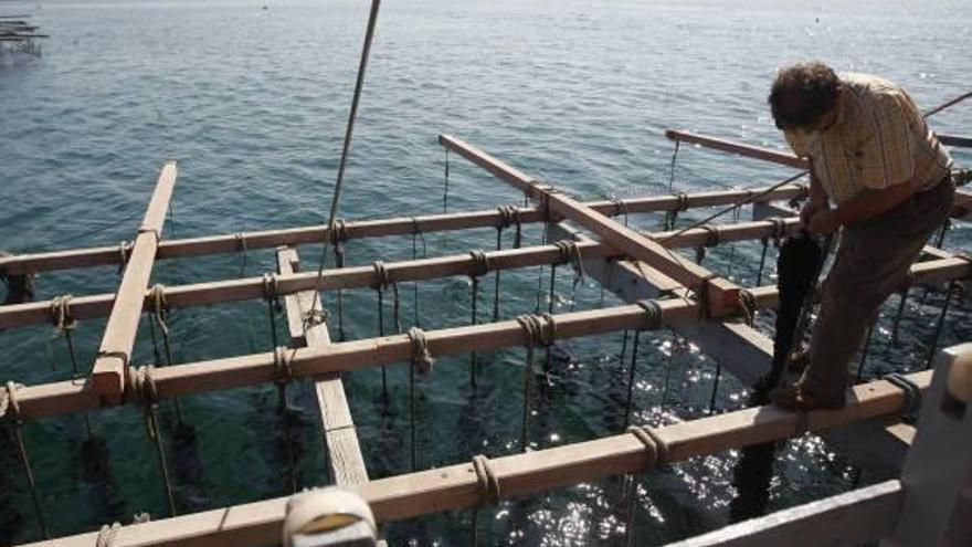 Valencia | La conselleria autoriza la reapertura de las bateas de ...