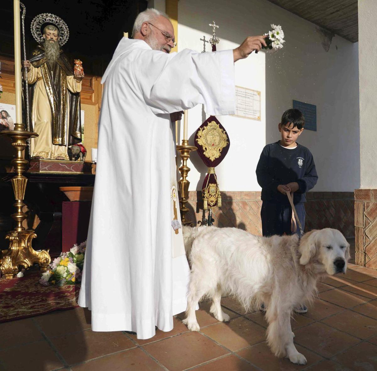 San Antón en Málaga | San Antón marca el gran día de los animales por ...