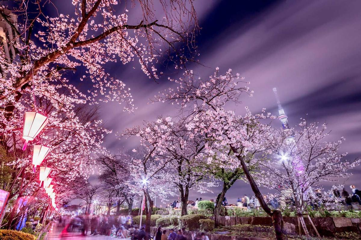 Tokio se prepara para el hanami - Viajar